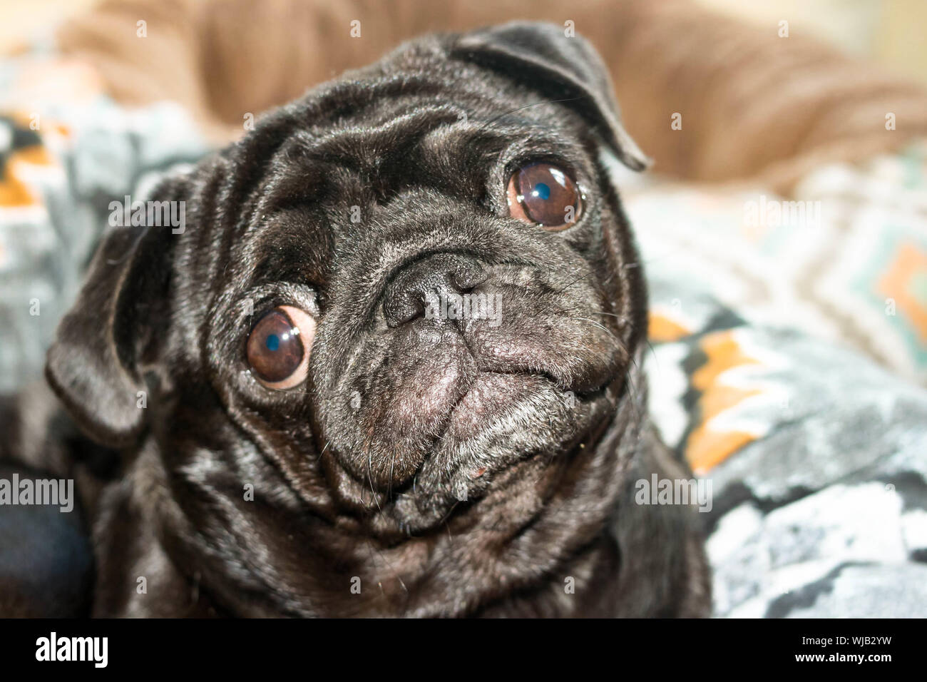 Close up face of cute black color pug dog breed listening to somebody ...