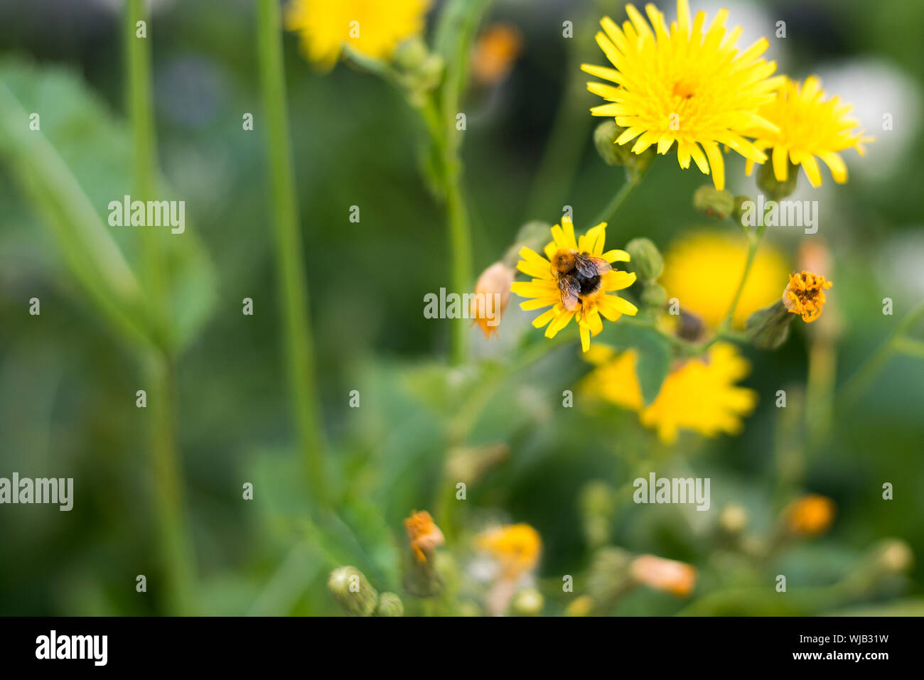Bumblebee pollinates a yellow small flower. A bumblebee sits on a ...