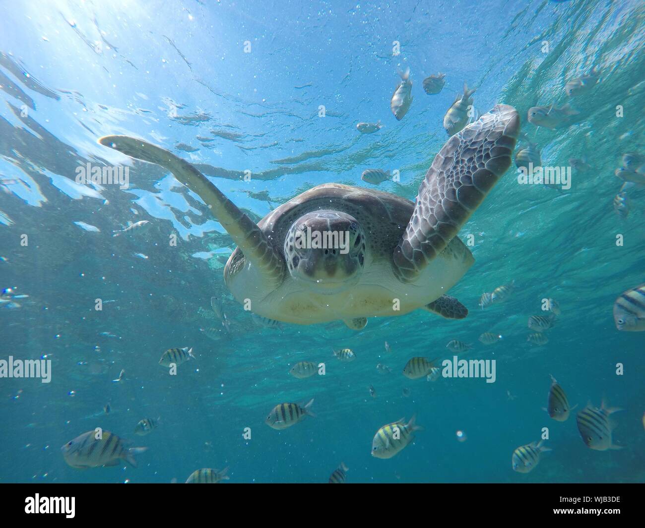 School fish sea turtle underwater hi-res stock photography and images ...