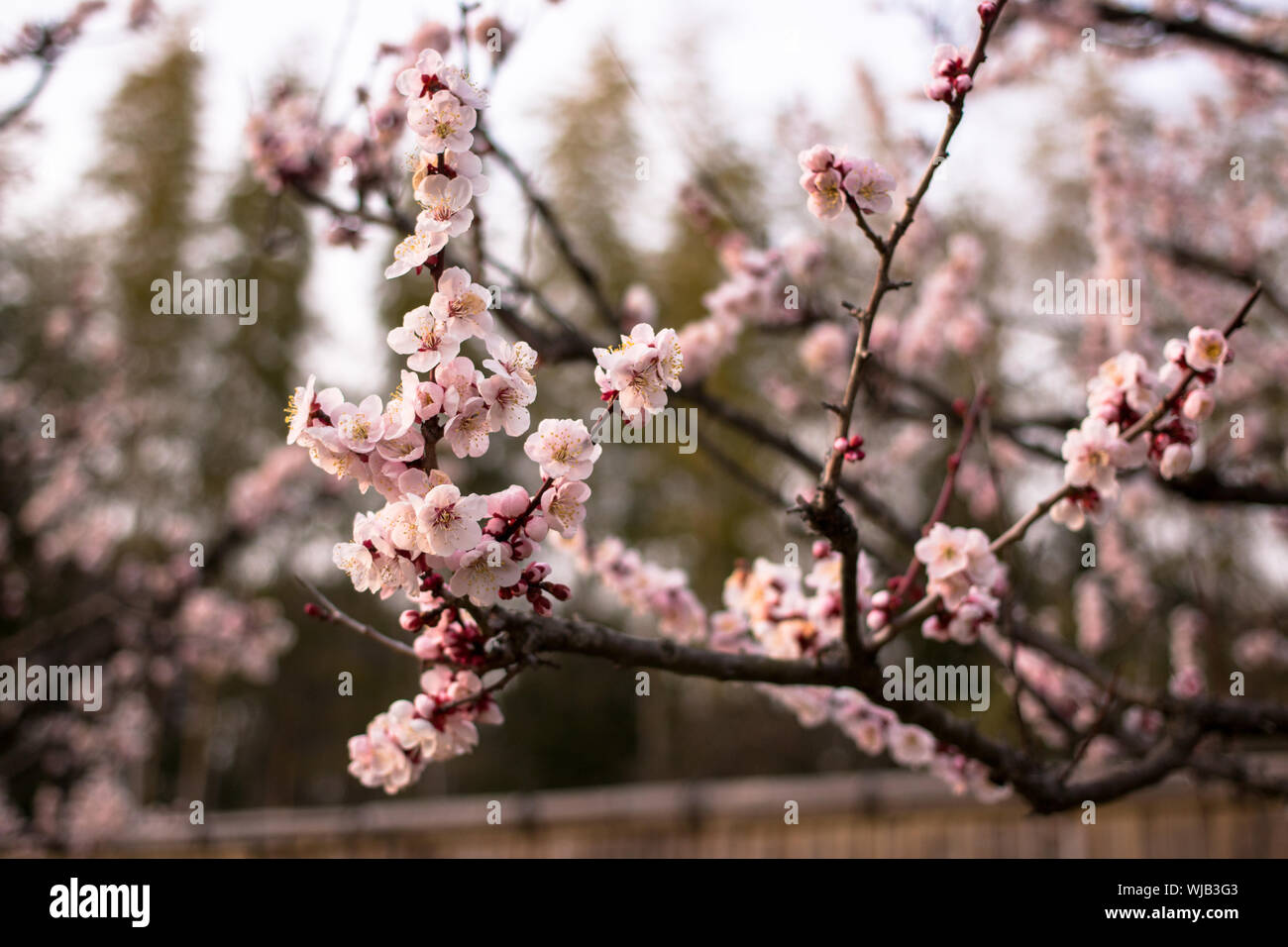 Plum Tree Garden High Resolution Stock Photography and Images - Alamy