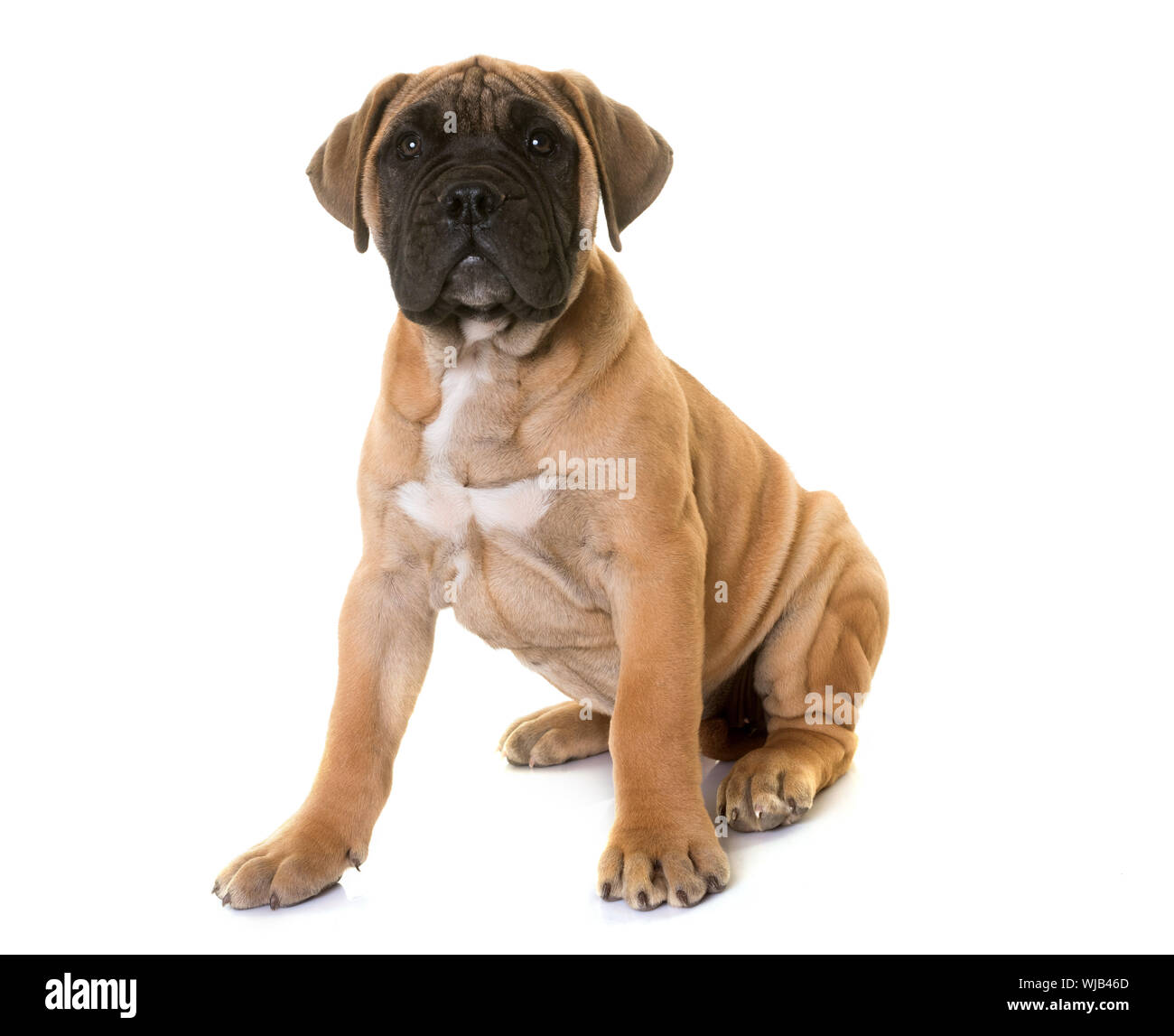 Red Bullmastiff Puppies