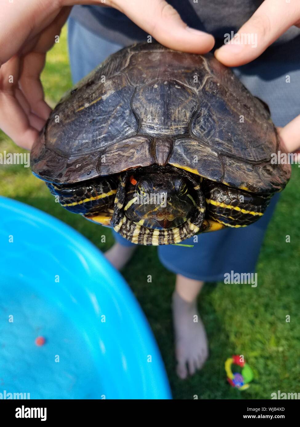 Man holding turtle hi-res stock photography and images - Alamy