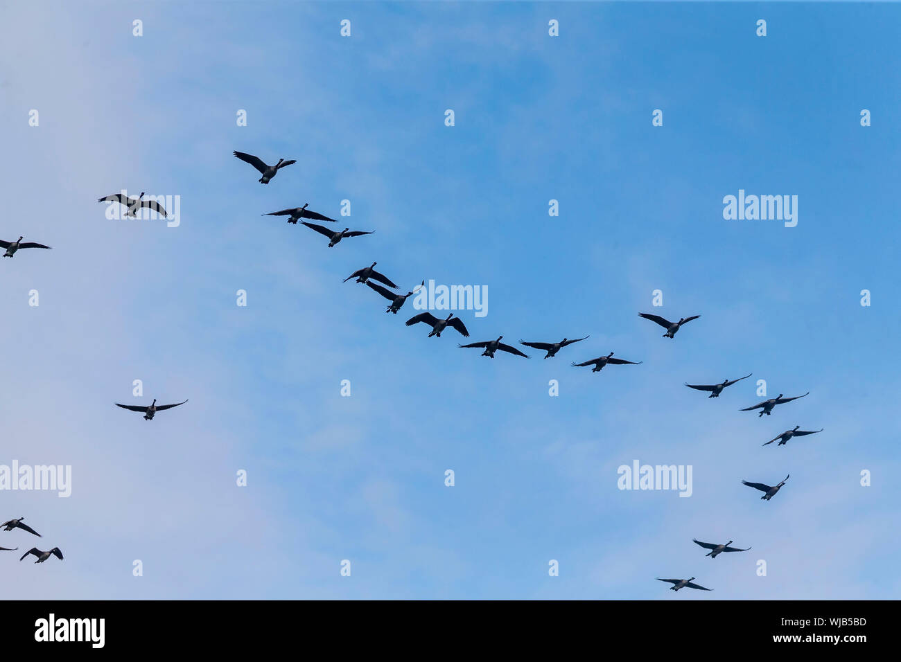 Duck hunter with kill hi-res stock photography and images - Alamy