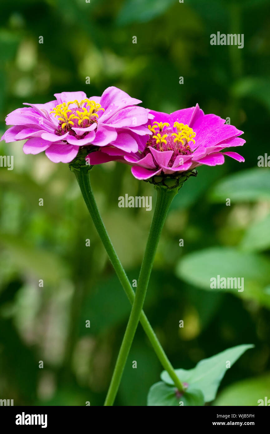 Interlaced flowers hi-res stock photography and images - Alamy