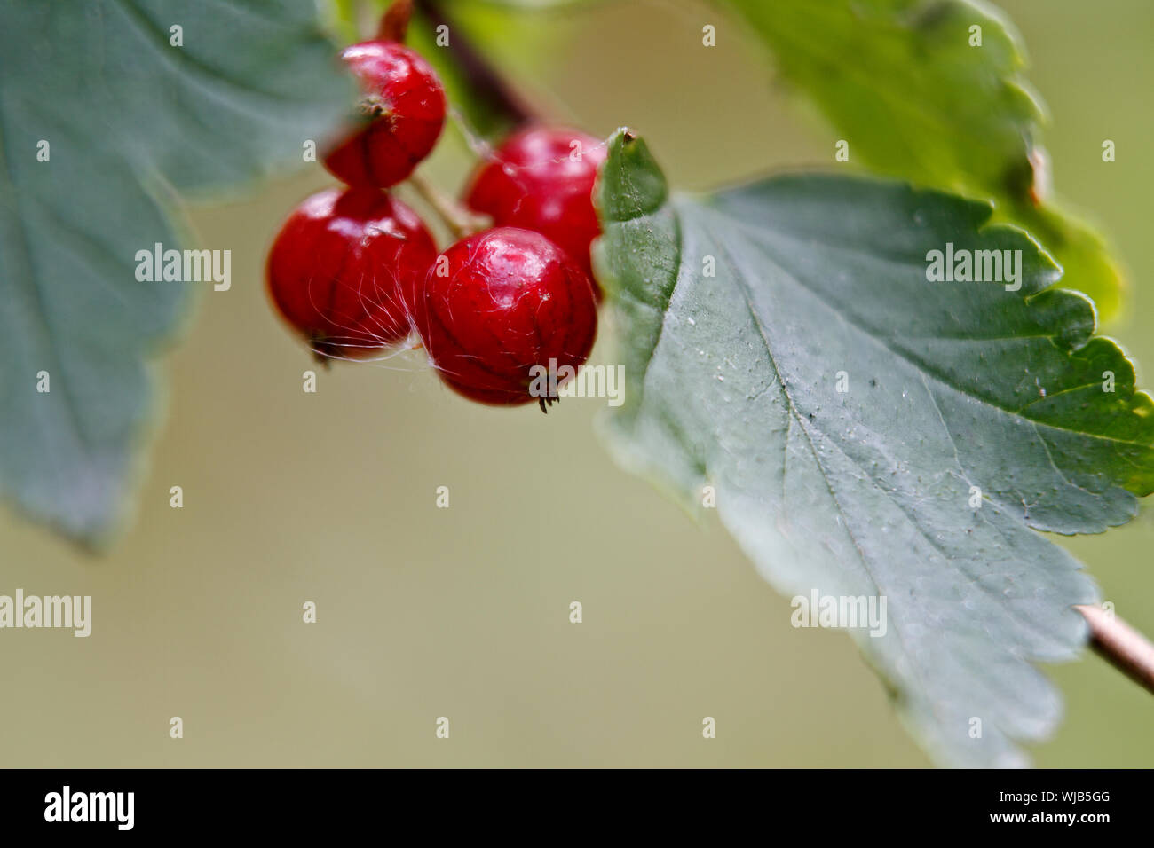 Some ripe red berries of Alpine currants in late summer with some seeds ...