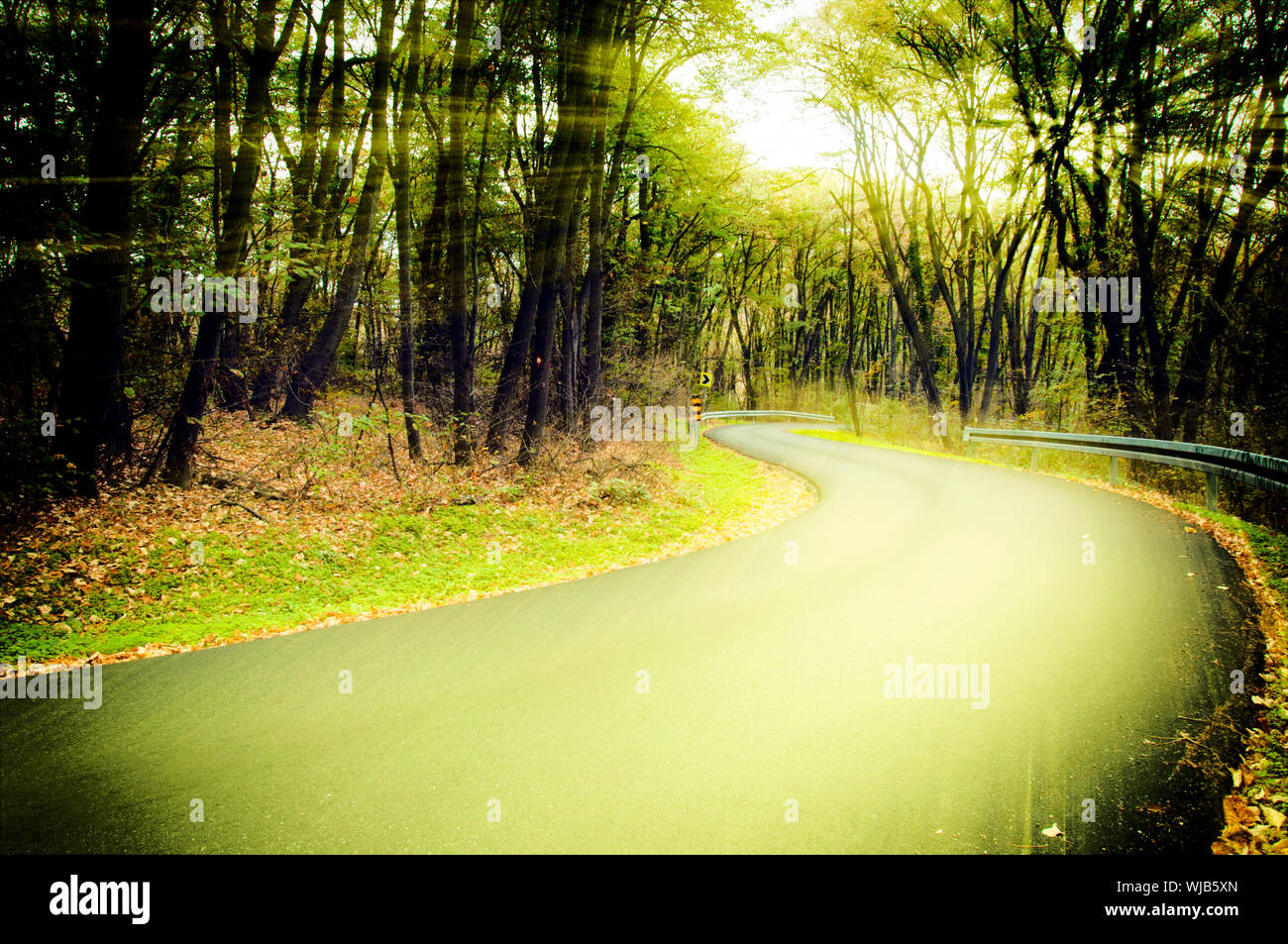 Morning sun in the forest with single road Stock Photo - Alamy