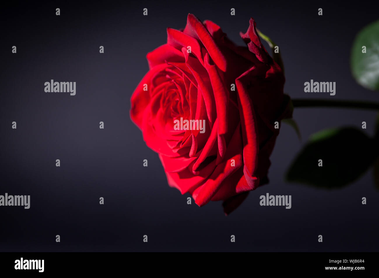 Single Red Rose Black Background Stock Photo