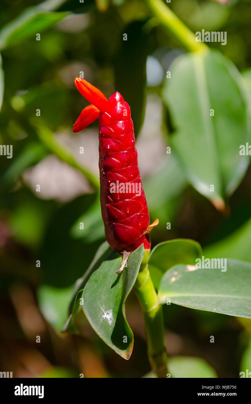 Red ginger plant in Asia Stock Photo - Alamy