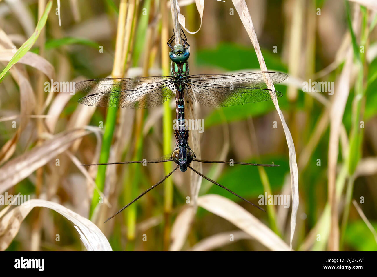 Dragonfly Swamp darner (Epiaschna heros) during mating, nature scene ...