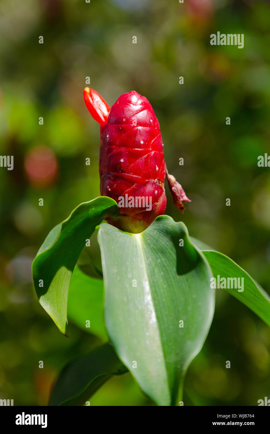 White spiral ginger hi-res stock photography and images - Alamy