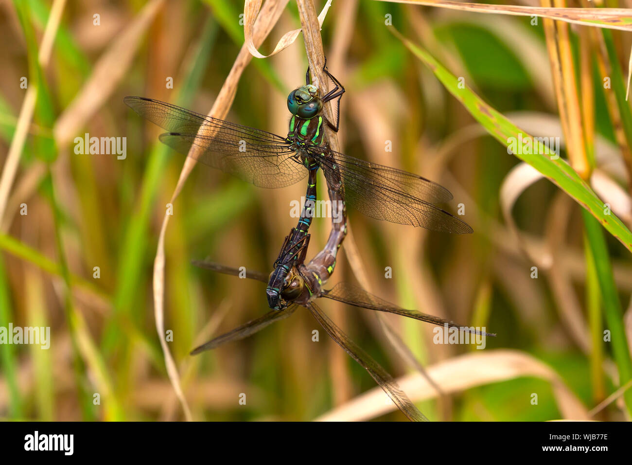 Dragonfly Swamp darner (Epiaschna heros) during mating, nature scene ...