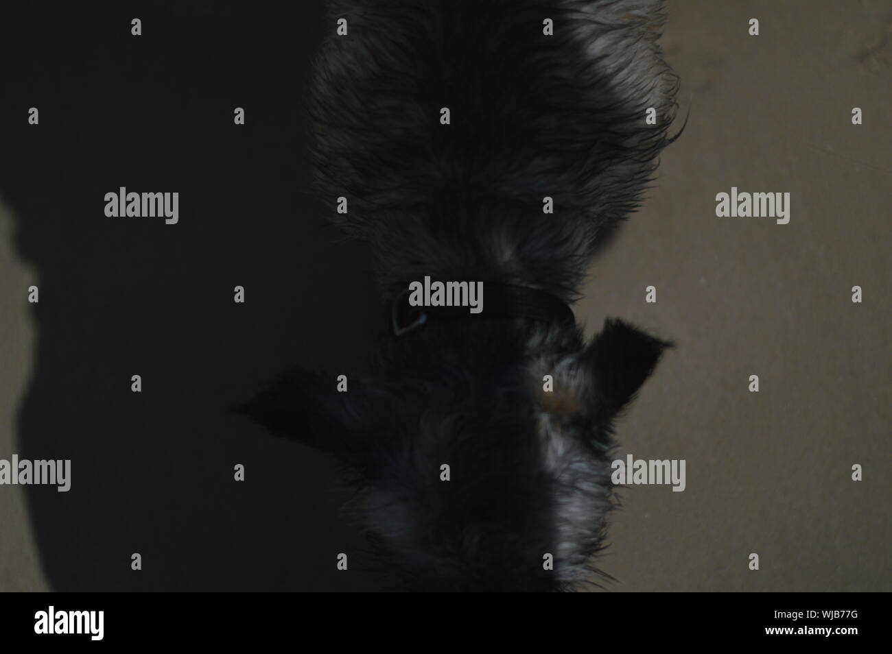 Shadow and dog hi-res stock photography and images - Alamy