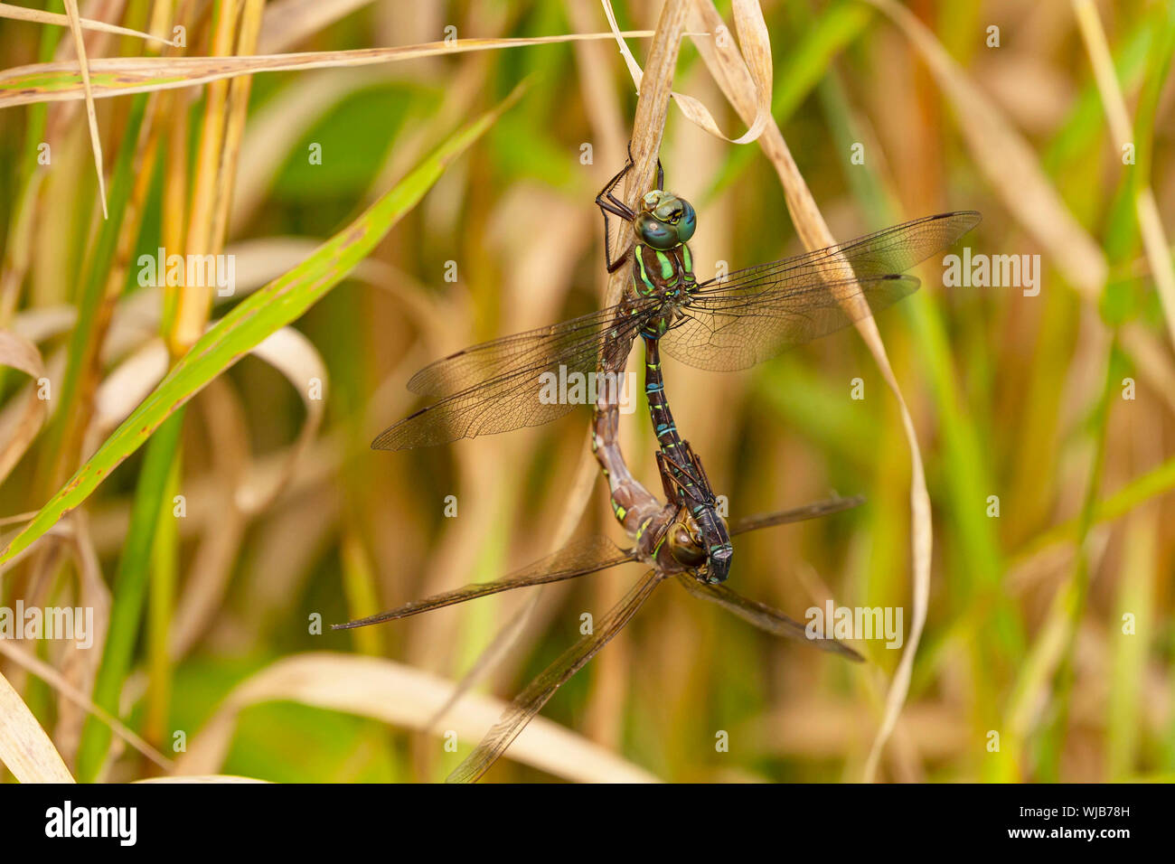Dragonfly Swamp darner (Epiaschna heros) during mating, nature scene ...