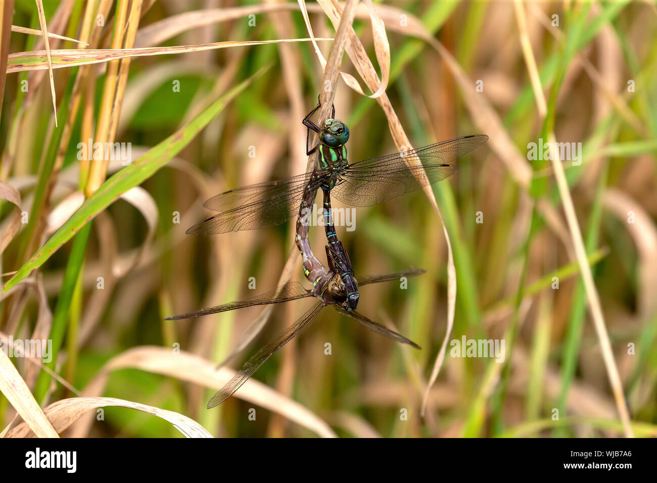 Dragonfly Swamp darner (Epiaschna heros) during mating, nature scene ...
