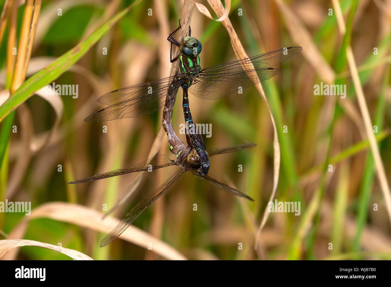 Dragonfly Swamp darner (Epiaschna heros) during mating, nature scene ...