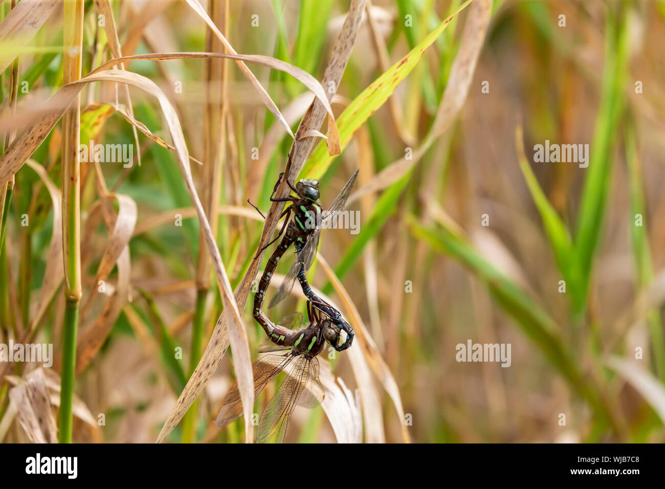 Dragonfly Swamp darner (Epiaschna heros) during mating, nature scene ...