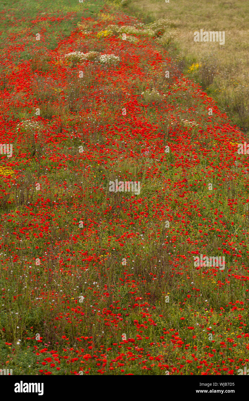 beautiful poppy field in red and green landscape nature background ...