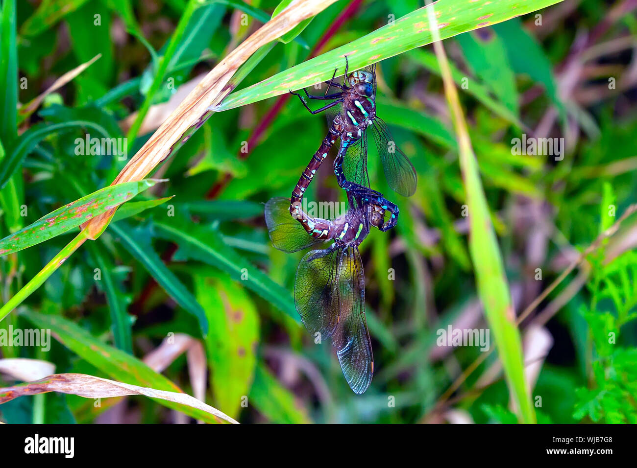 Dragonfly Swamp darner (Epiaschna heros) during mating, nature scene ...