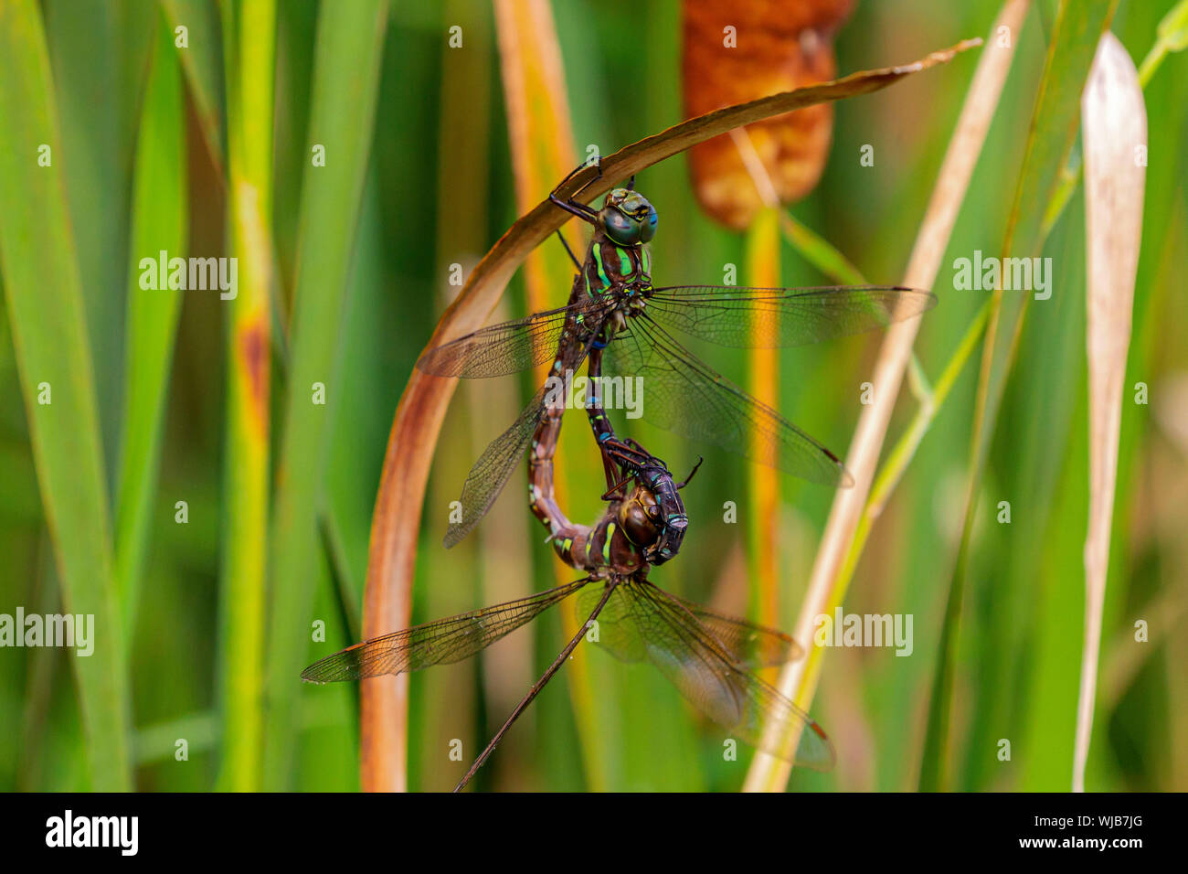 Dragonfly Swamp darner (Epiaschna heros) during mating, nature scene ...