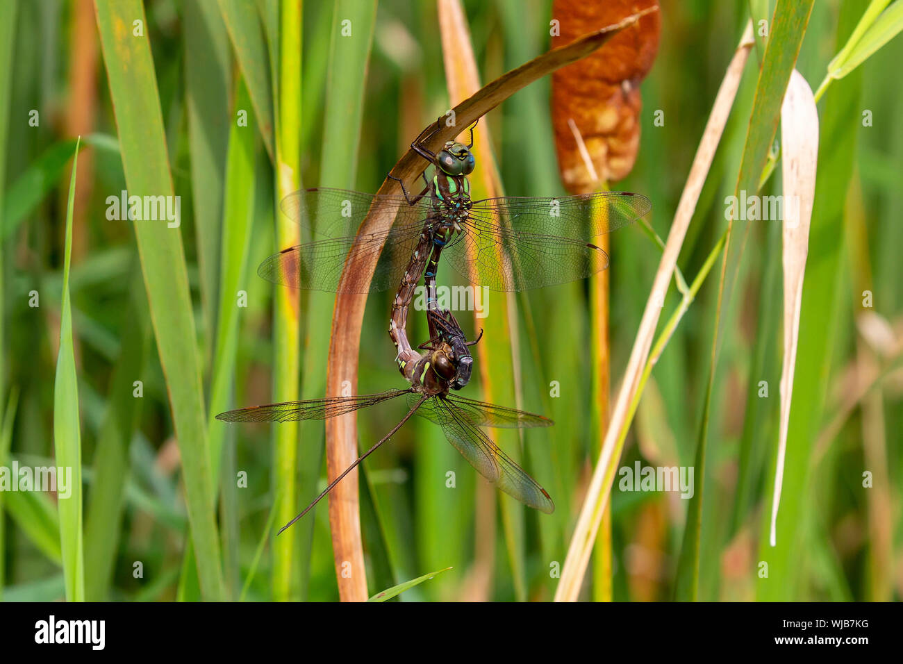 Dragonfly Swamp darner (Epiaschna heros) during mating, nature scene ...