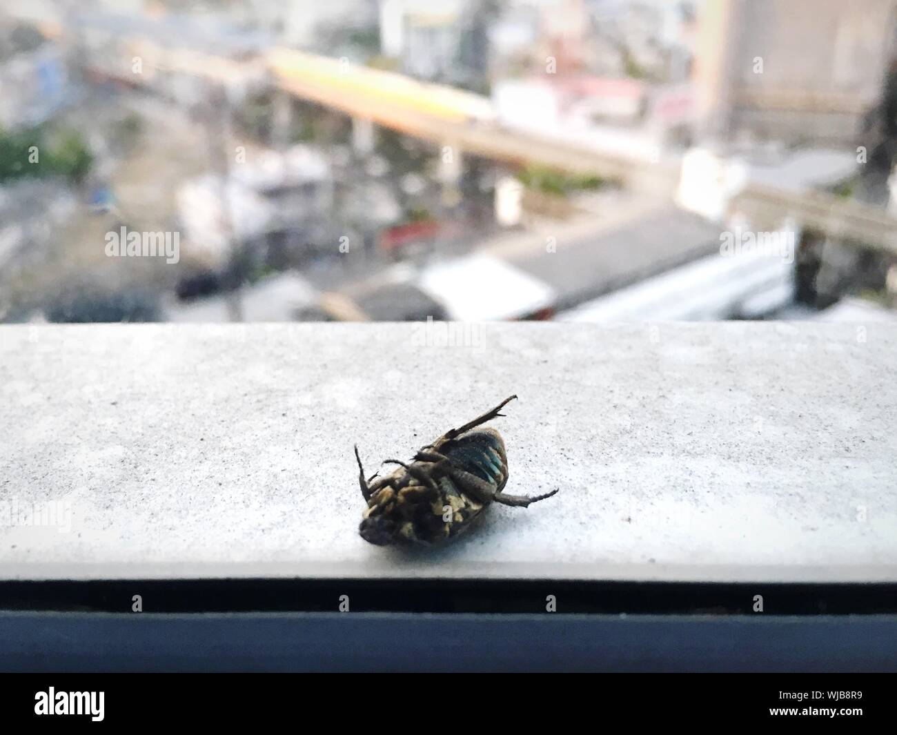 Dead insect wall hi-res stock photography and images - Alamy