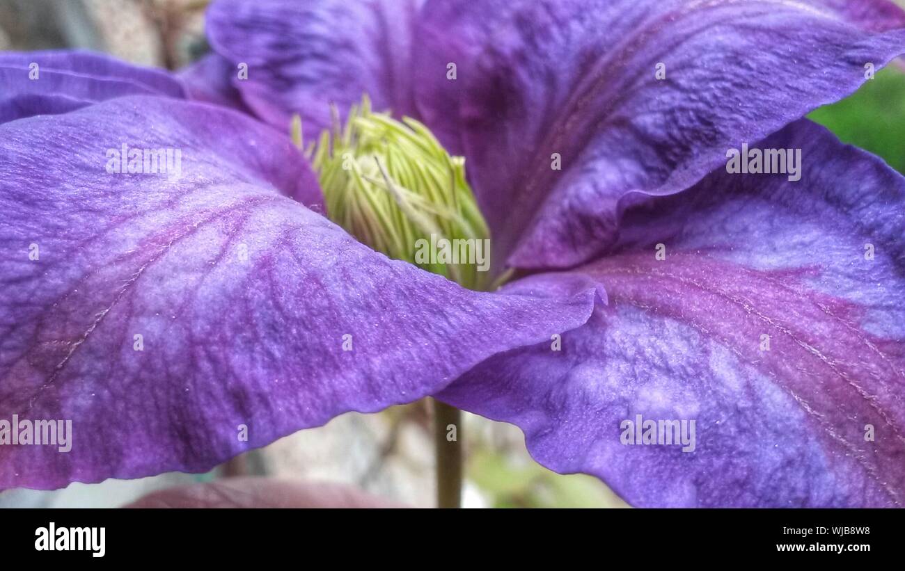 Very large petals hi-res stock photography and images - Alamy