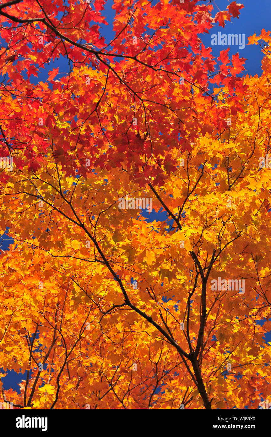 Beautiful maple tree with red foliage in early fall Stock Photo - Alamy