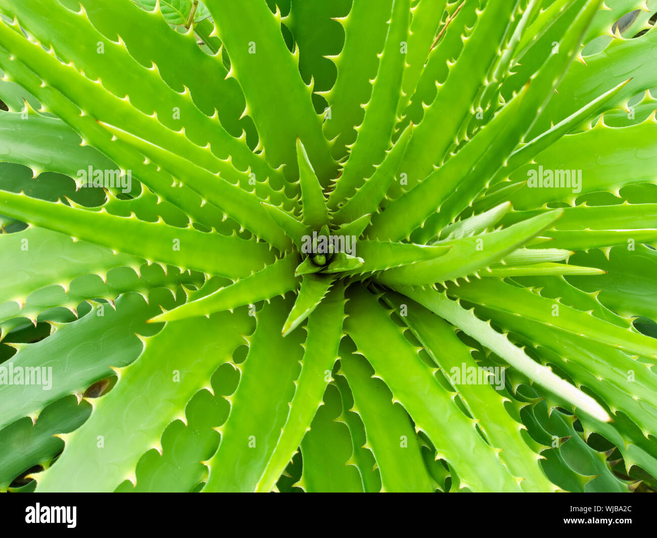 Top view of a wide open aloe vera plant Stock Photo - Alamy