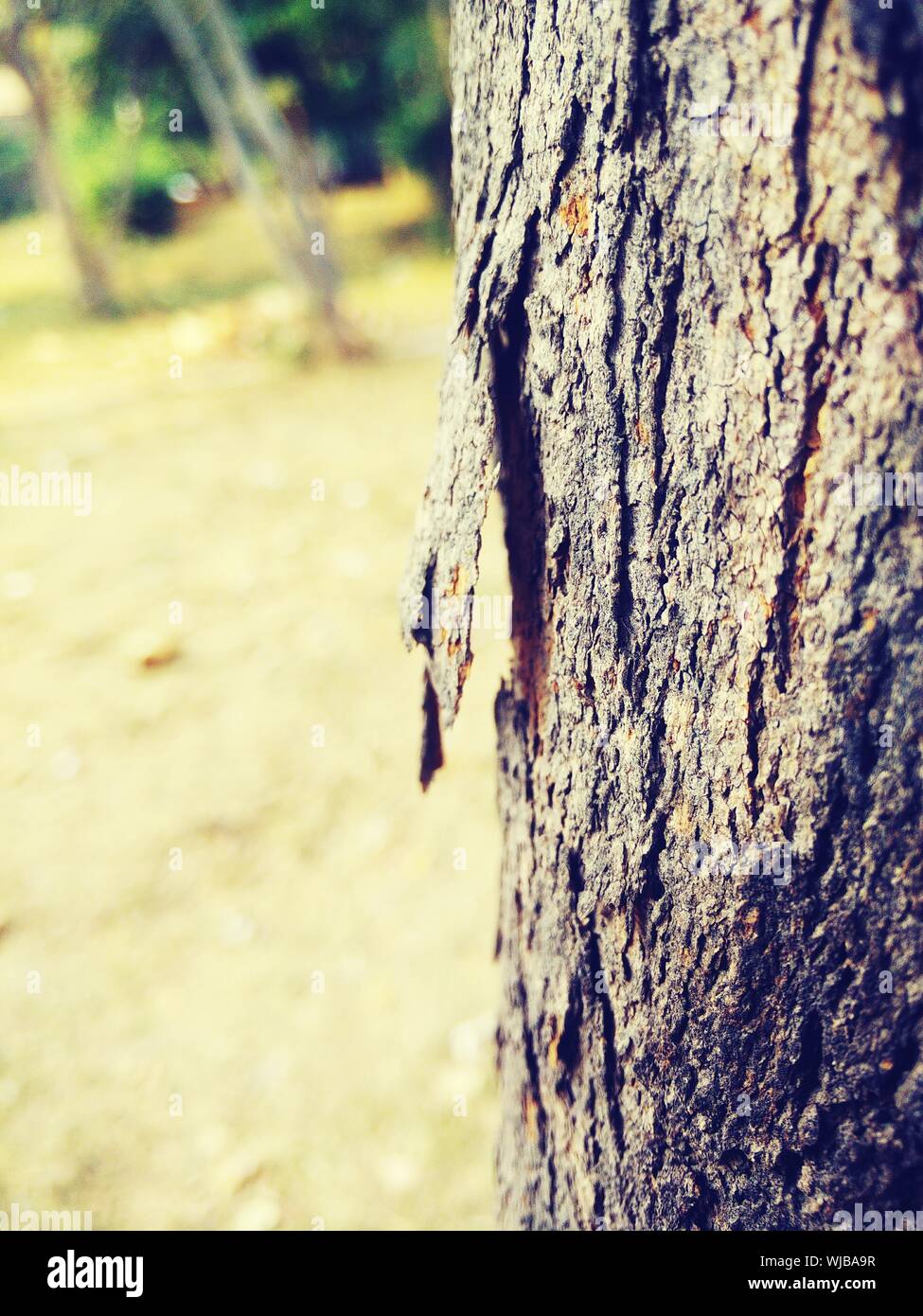 Peeled tree hi-res stock photography and images - Alamy