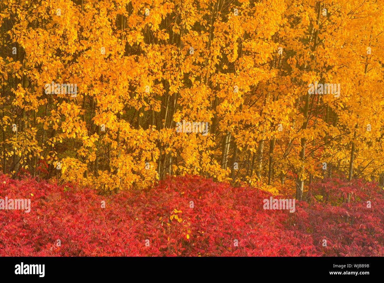 Autumn aspen foliage with staghorn sumac colony, Greater Sudbury ...