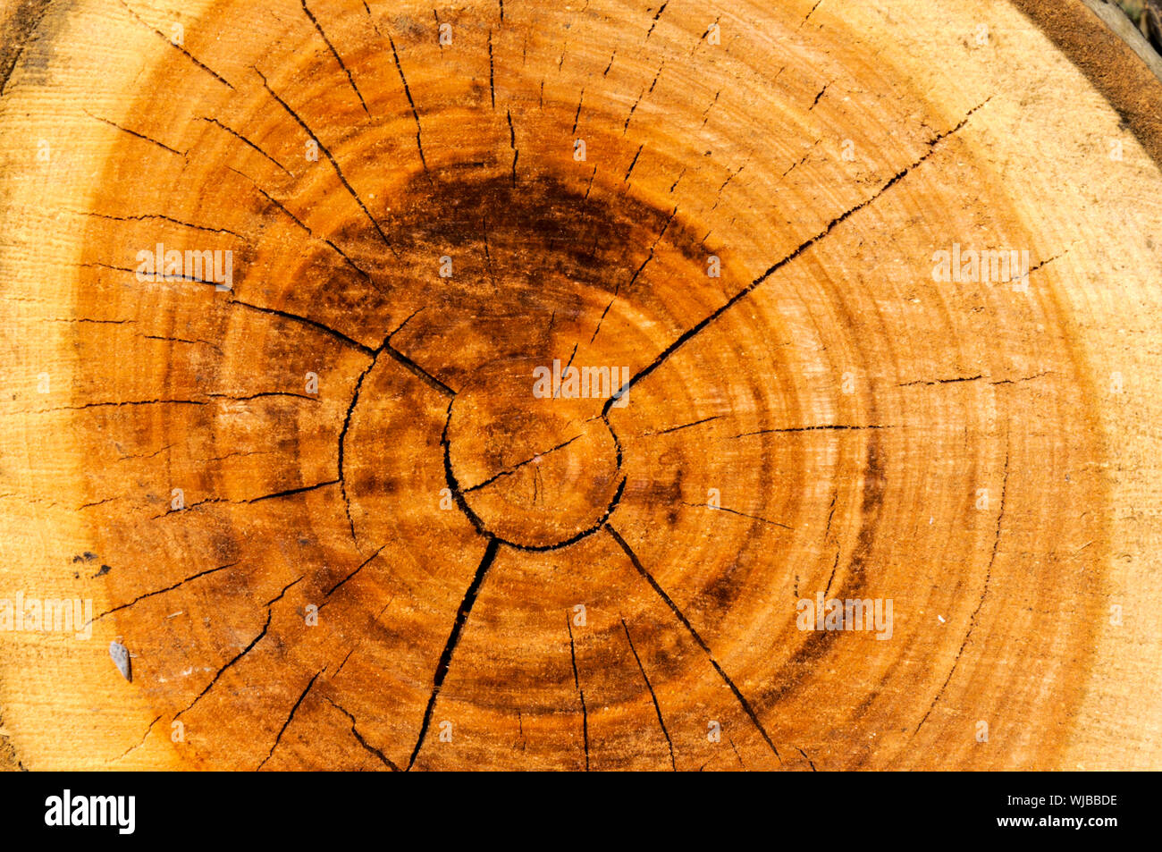Cuted tree hi-res stock photography and images - Alamy