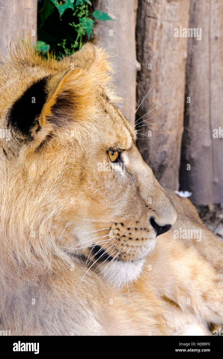 Profile of the male lion Stock Photo - Alamy
