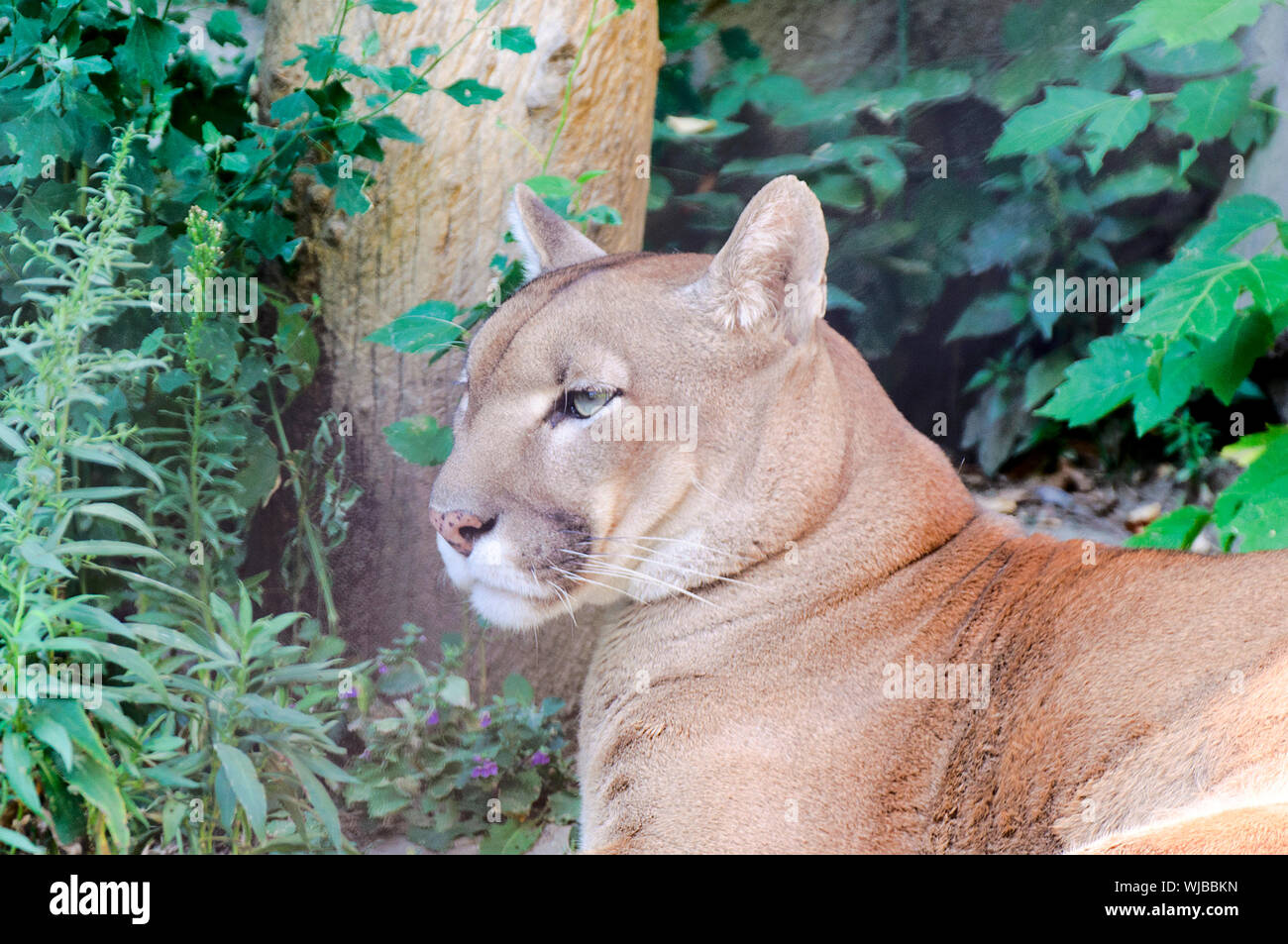 Puma chilling in the summer time Stock Photo - Alamy
