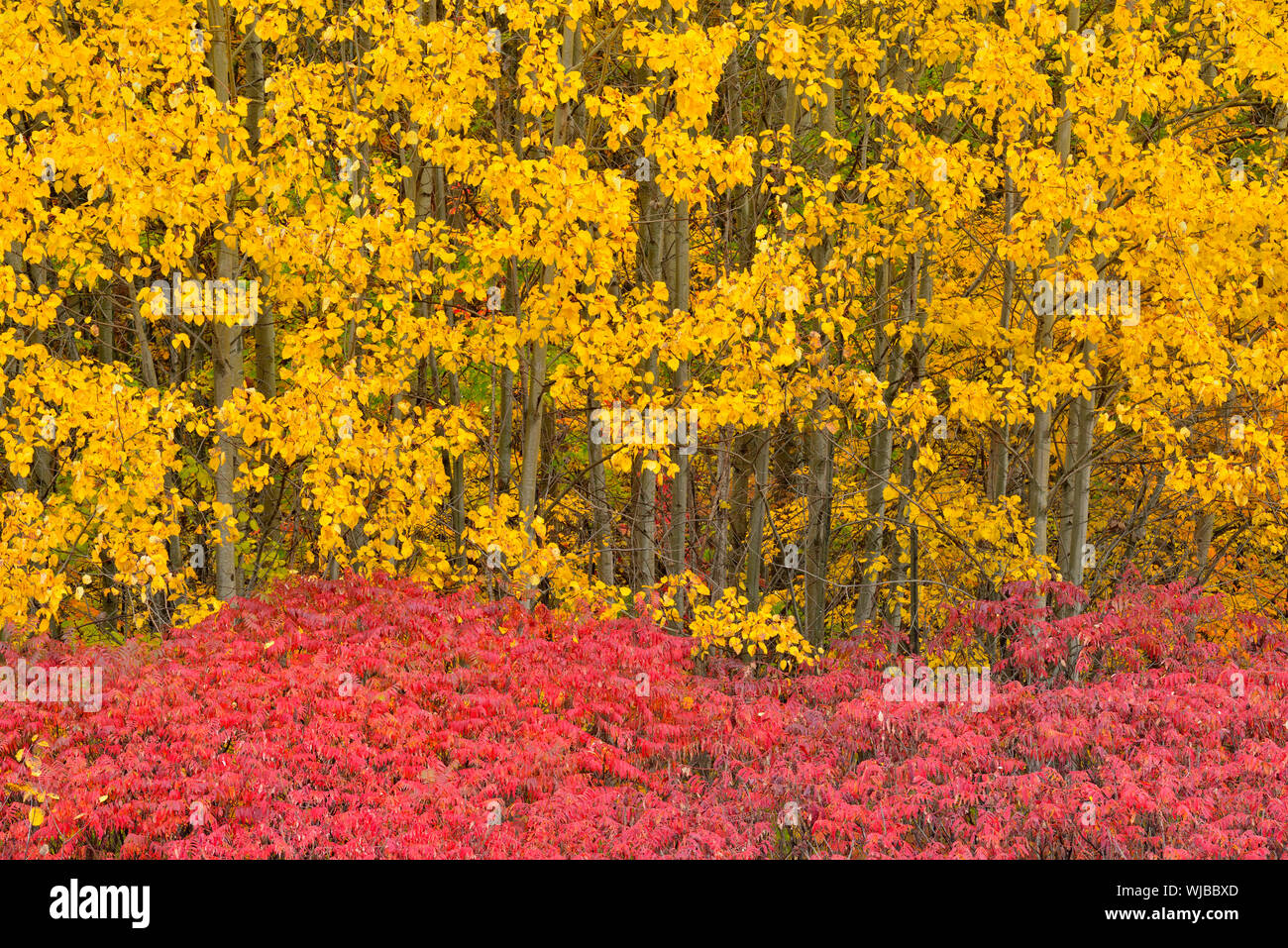 Autumn aspen foliage with staghorn sumac colony, Greater Sudbury ...