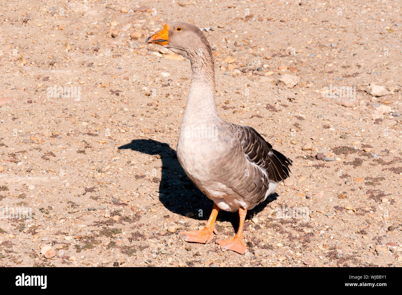 Single gray duck Stock Photo - Alamy