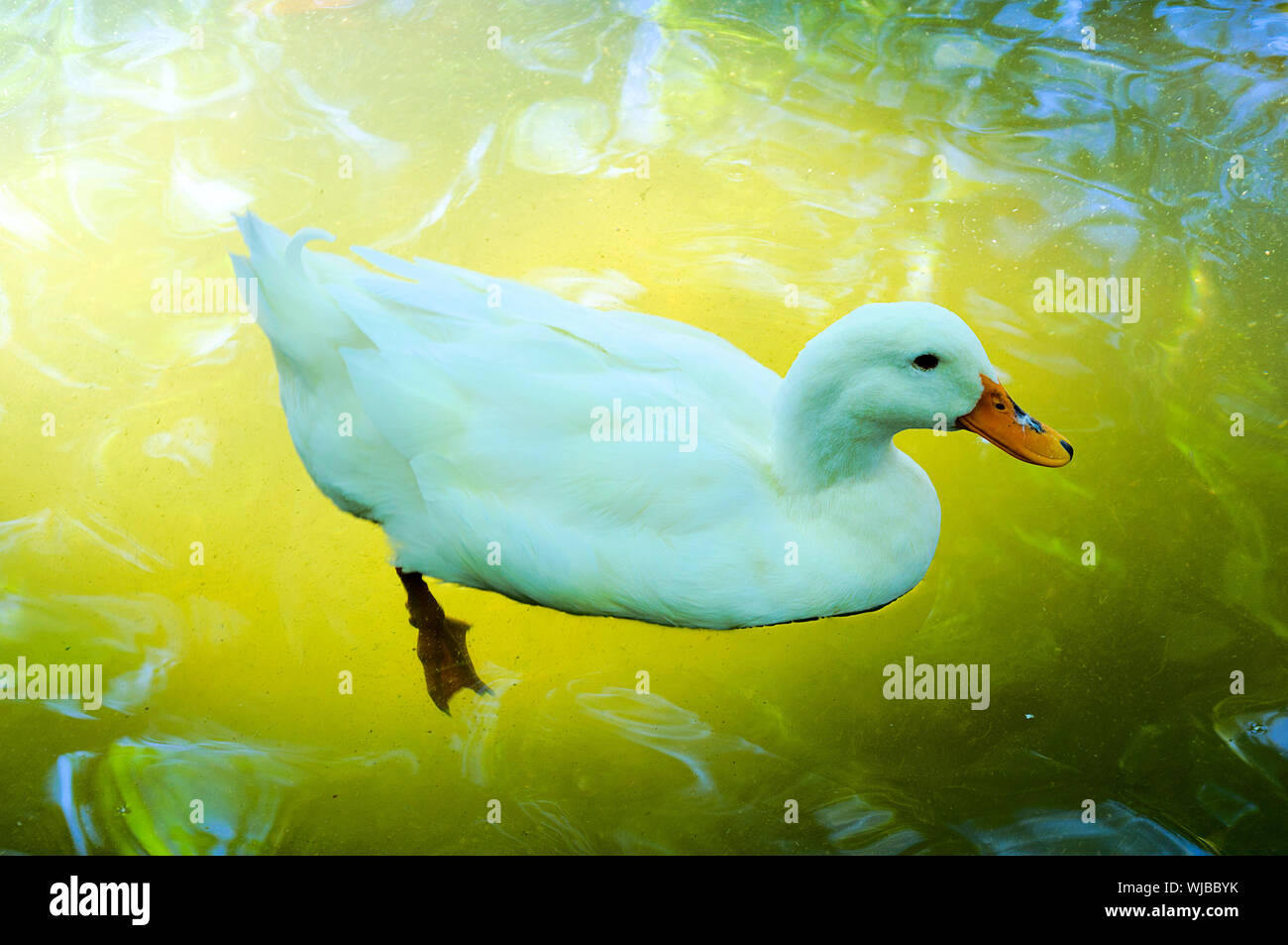 White duck swimming Stock Photo - Alamy