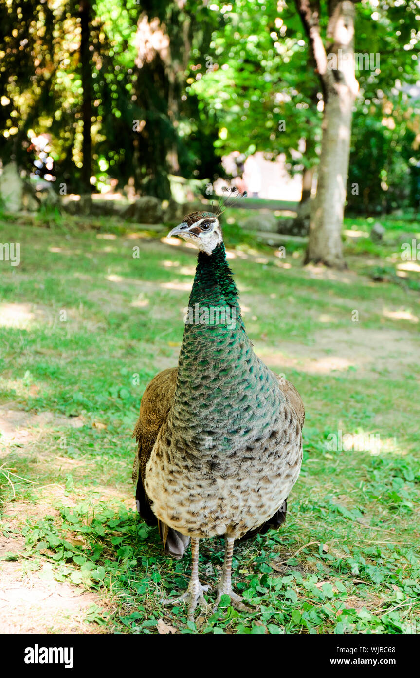 Two birds chilling hi-res stock photography and images - Alamy