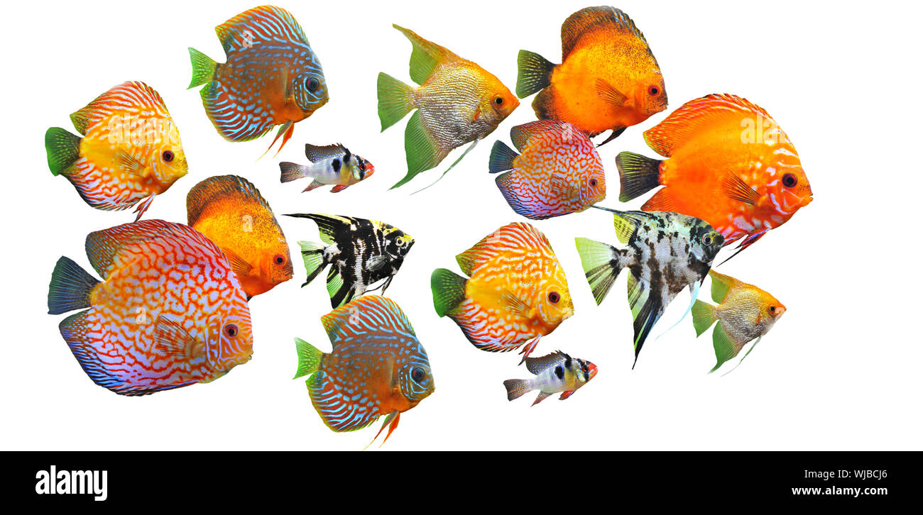 group of fishes on a white background Stock Photo - Alamy