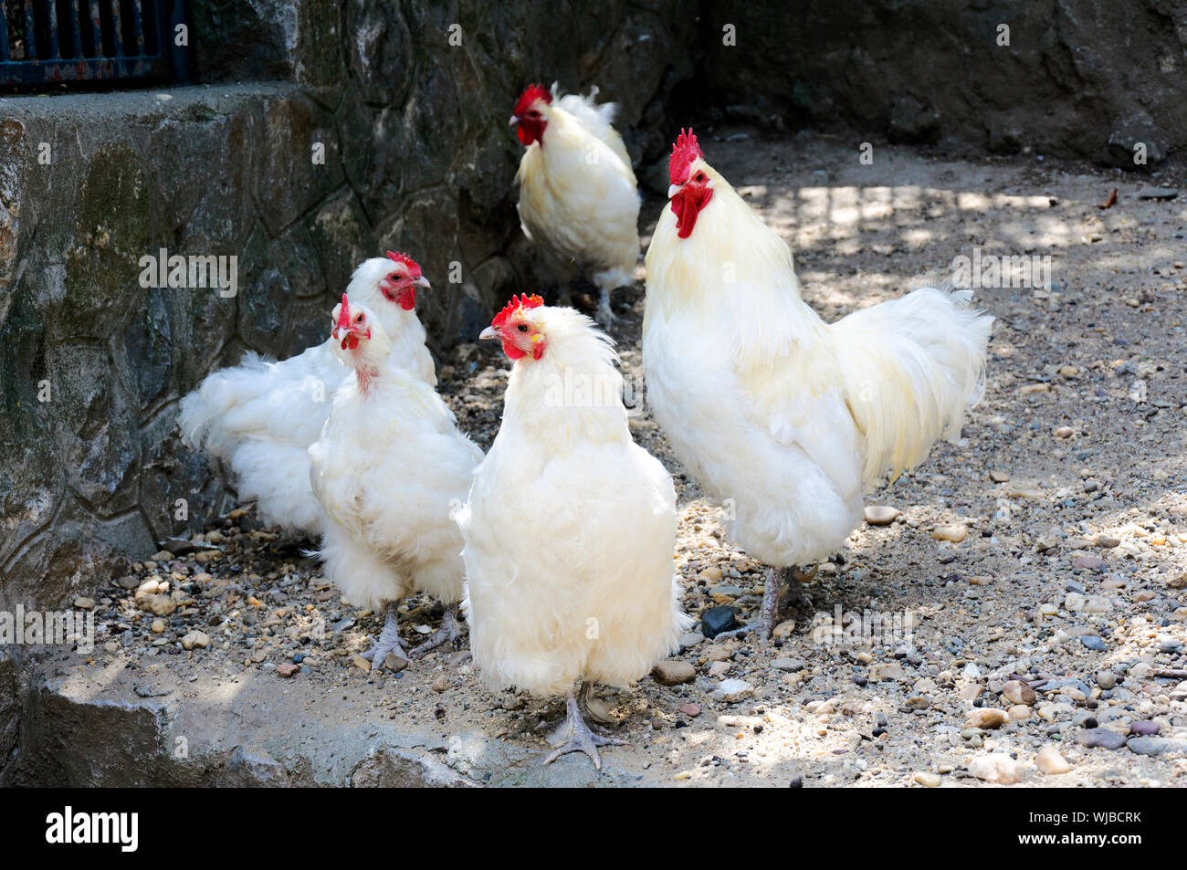 White chickens on the farm Stock Photo - Alamy