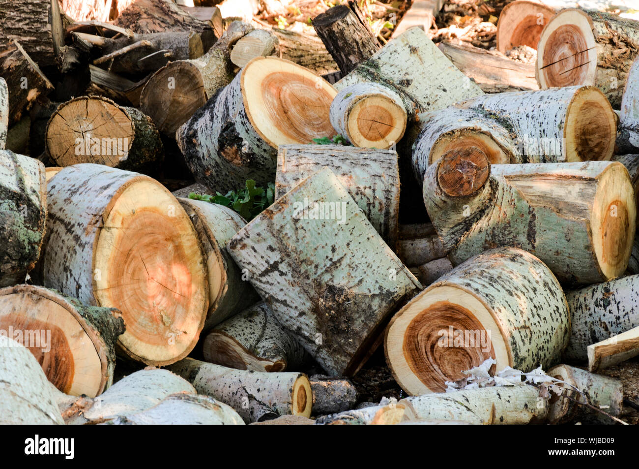 Bunch of the cuted trees Stock Photo - Alamy