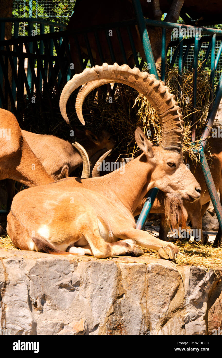 Male of wild goat chilling in the zoo Stock Photo - Alamy