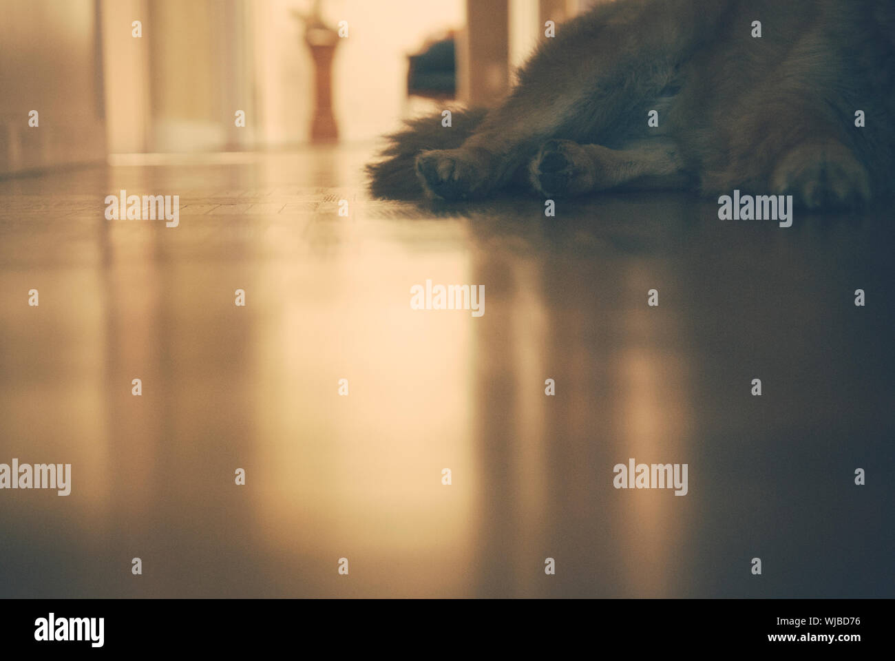 Animal lying down hi-res stock photography and images - Alamy