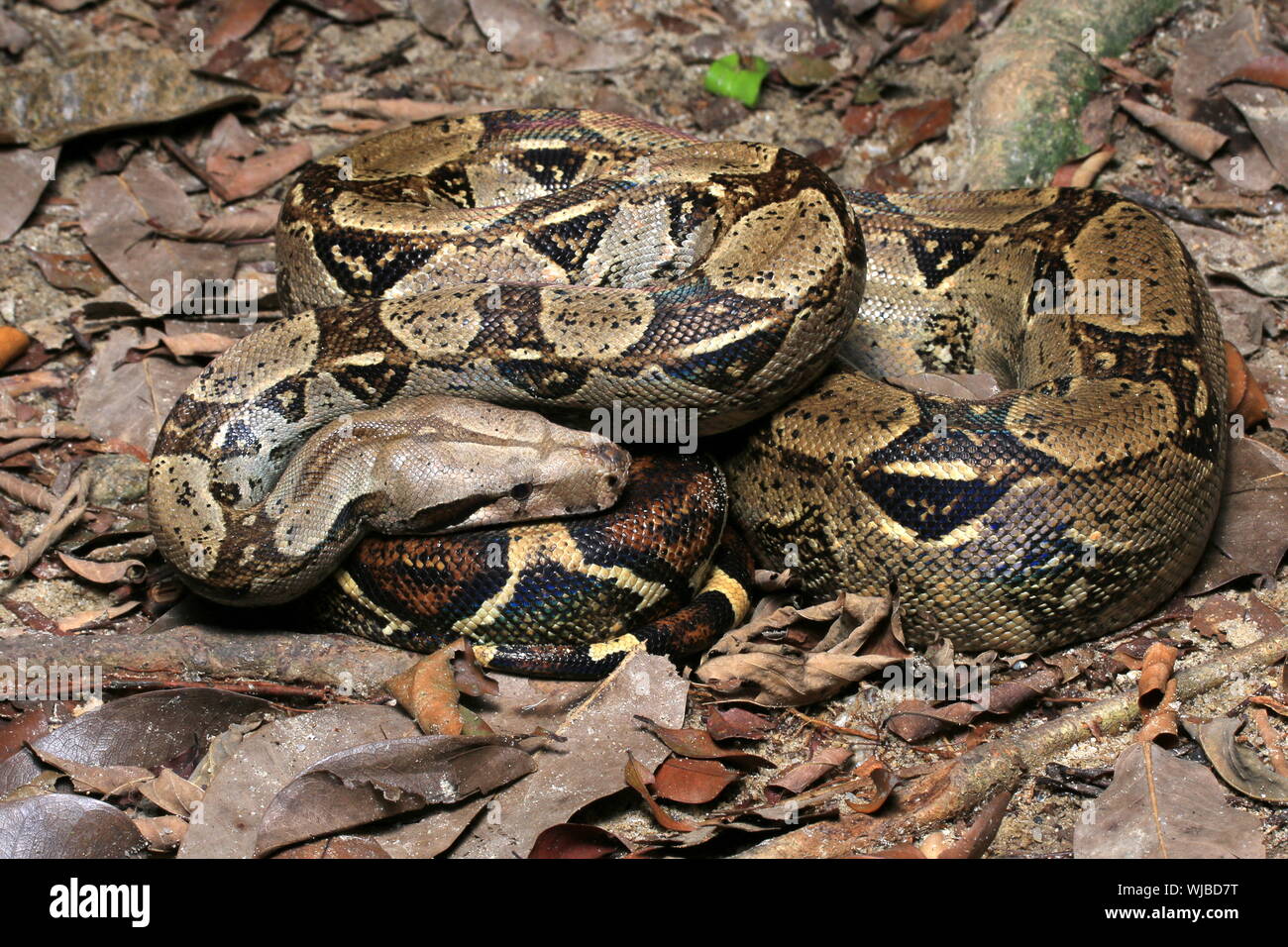Red Tailed Boa, Boa constrictor Stock Photo - Alamy