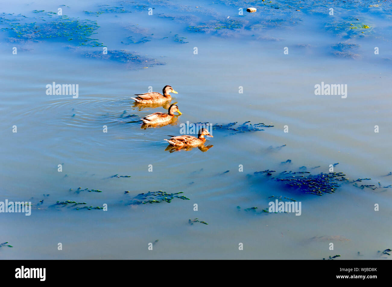Three ducks chilling on the water Stock Photo - Alamy