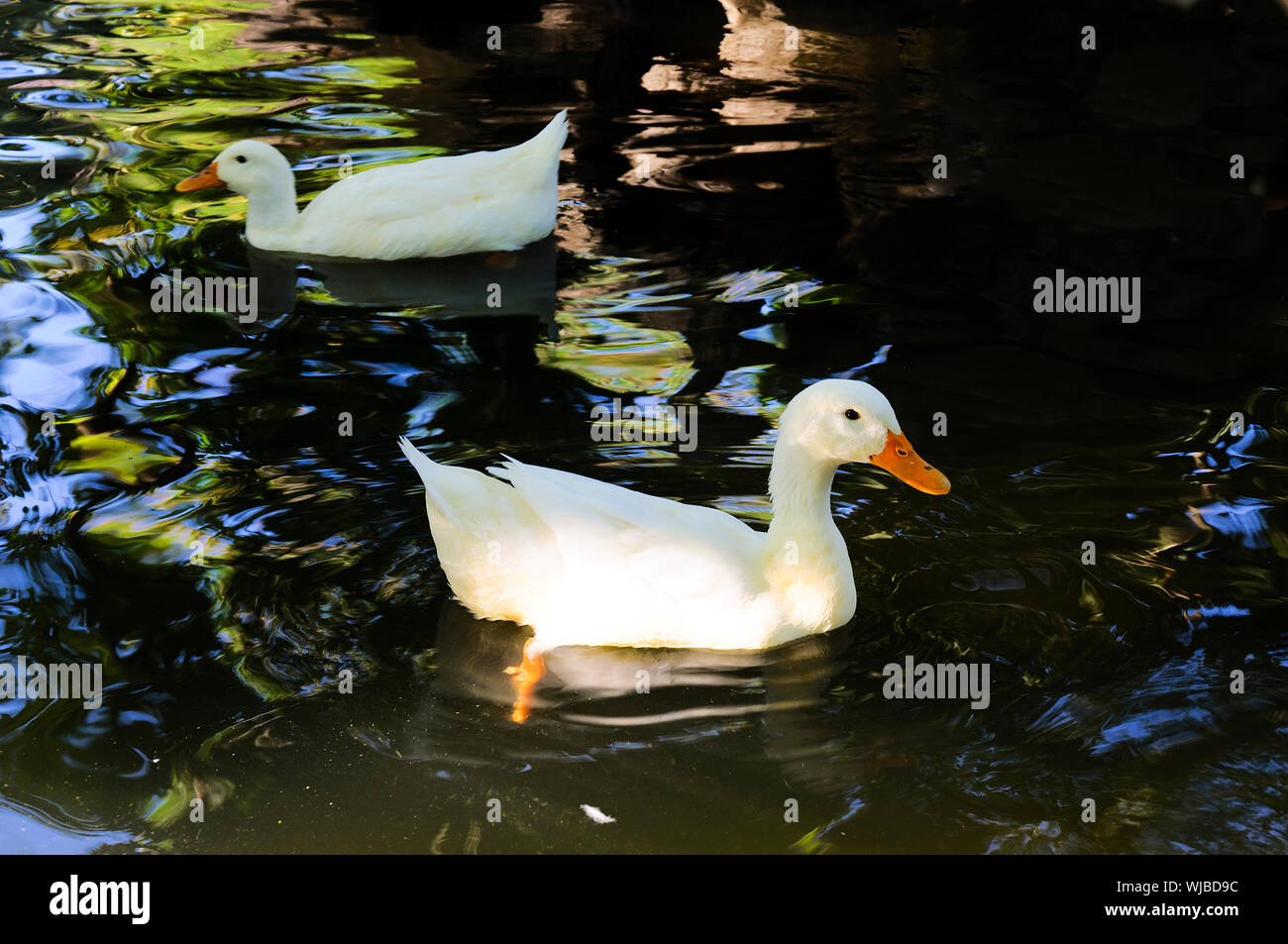 Two White Ducks High Resolution Stock Photography and Images - Alamy