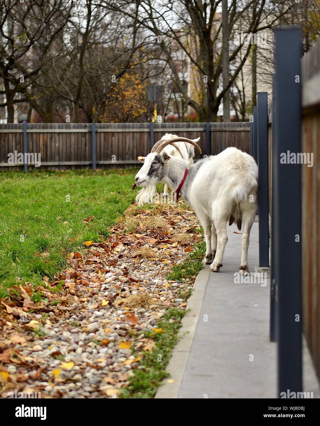 Tow goat hi-res stock photography and images - Alamy