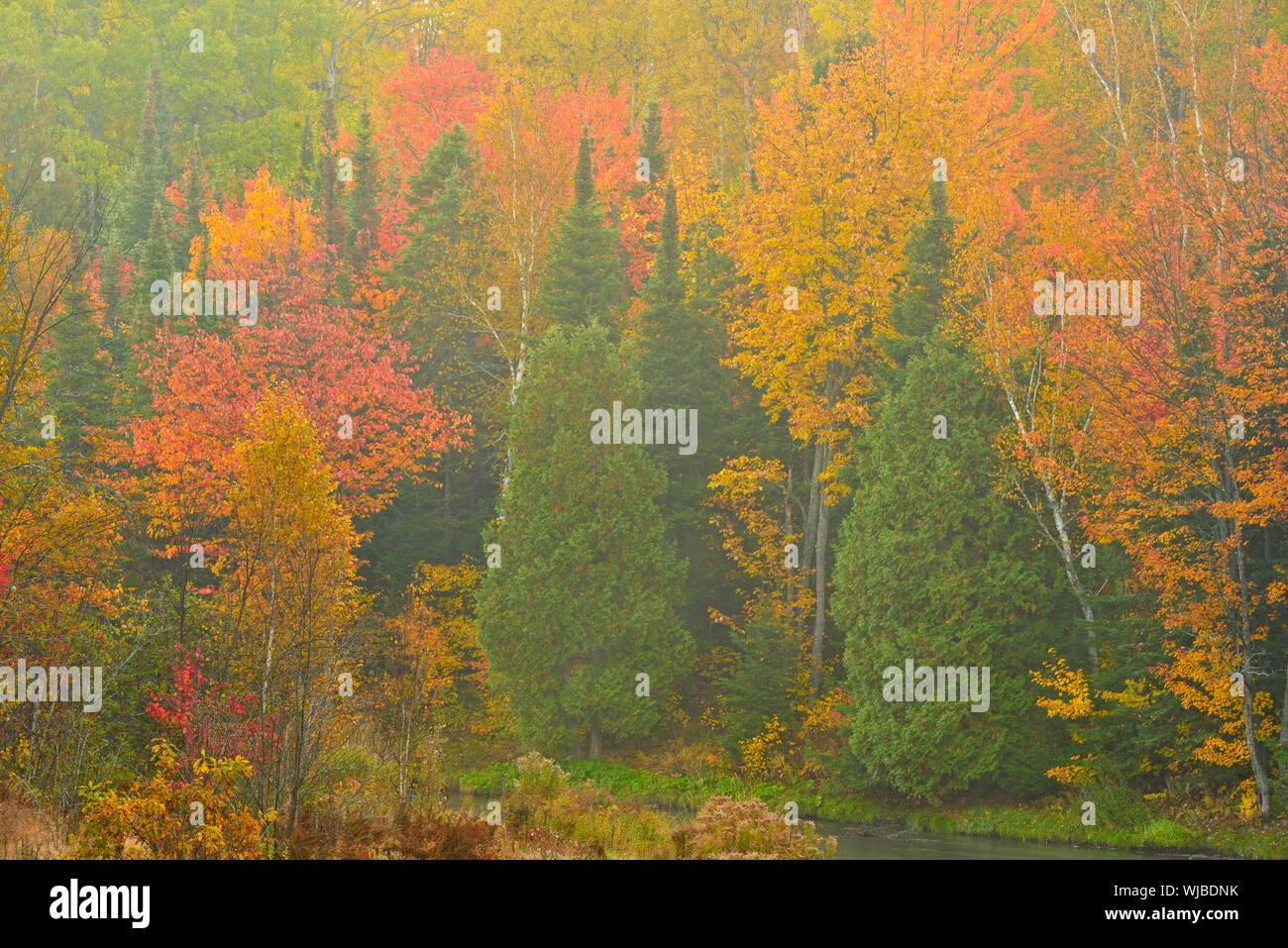 Cedar trees in autumn landscape hi-res stock photography and images - Alamy