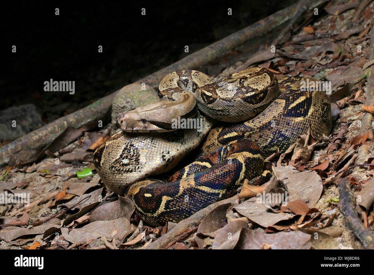 Boa constrictor (Boa constrictor), also called the red-tailed boa or ...