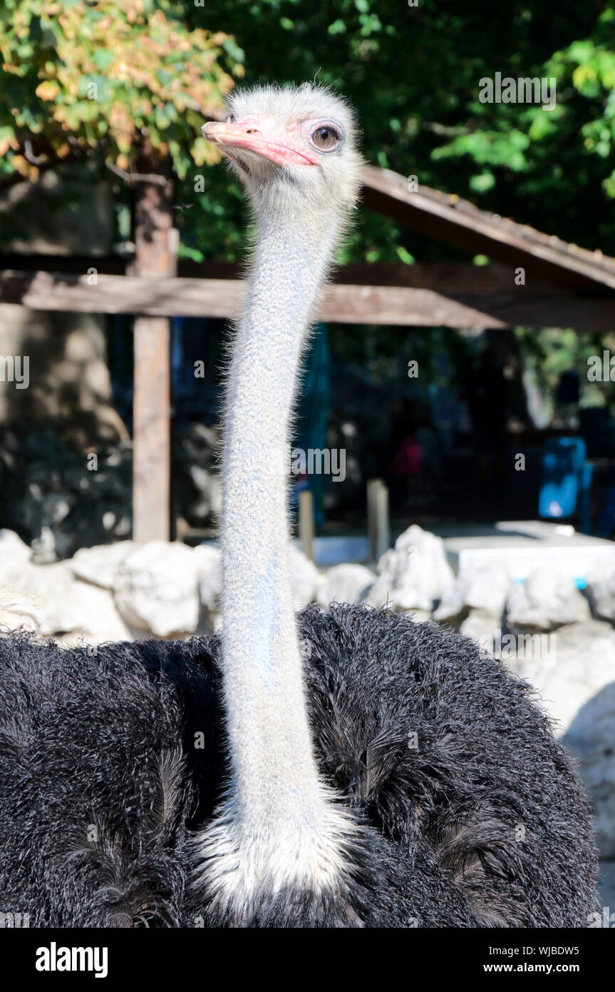 Ostrich female chilling in the zoo Stock Photo - Alamy