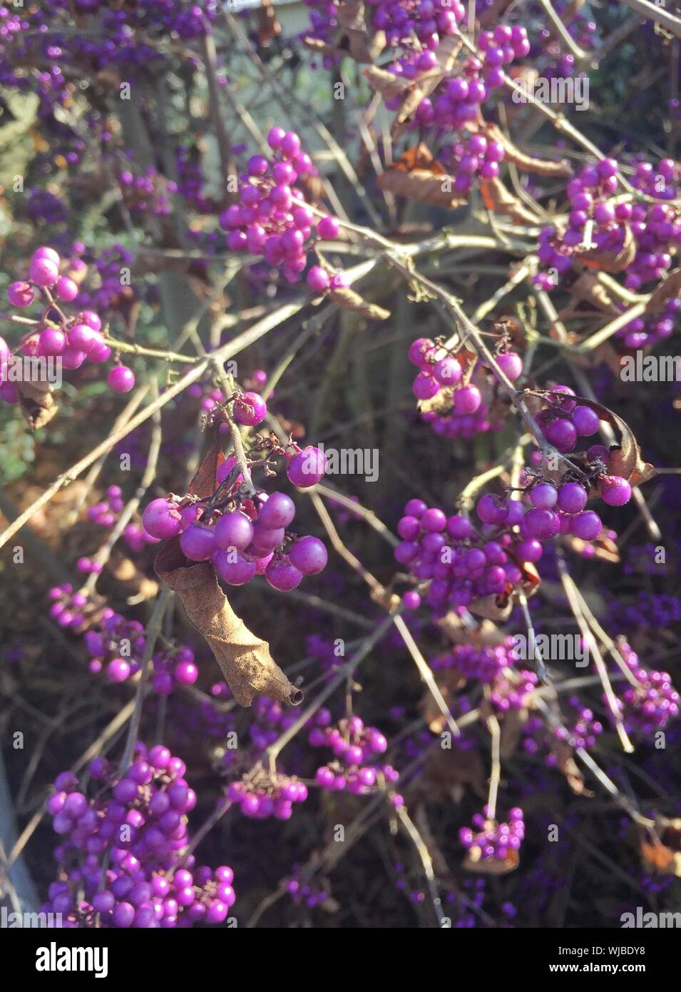 Purple berries hi-res stock photography and images - Alamy